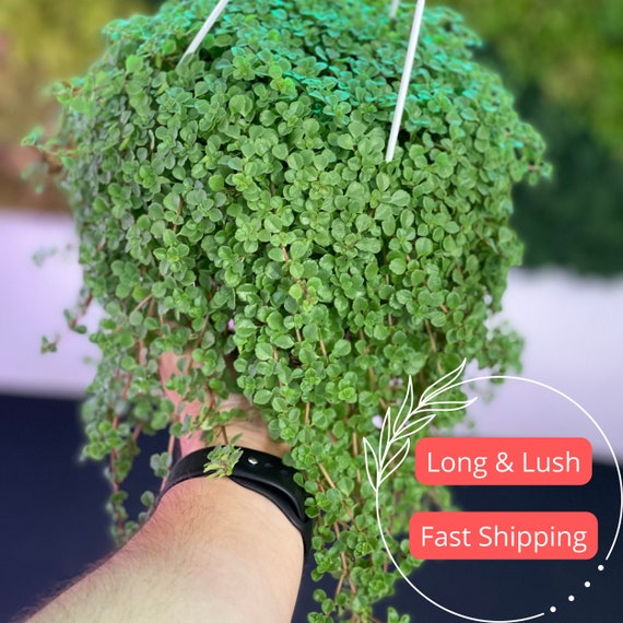 Pilea Depressa Pilea Depressa Baby Tears Baby Tears Pilea - Etsy