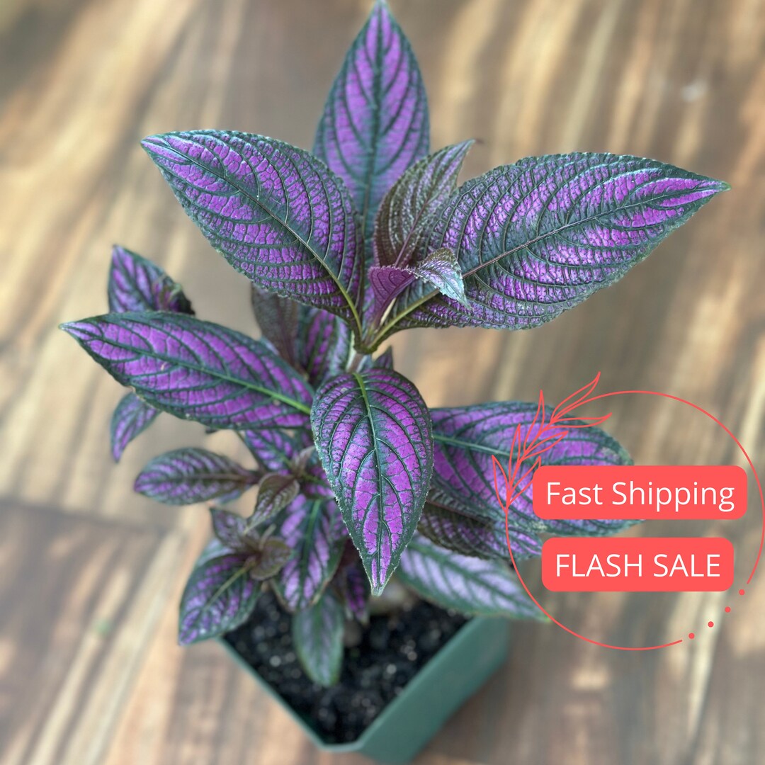 Persian Shields Strobilanthes Dyerianus Live Plants | Fully Rooted ...