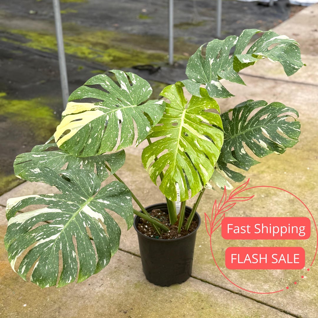 Monstera Thai Constellation XL House Plants SALE | Variegated Thai ...