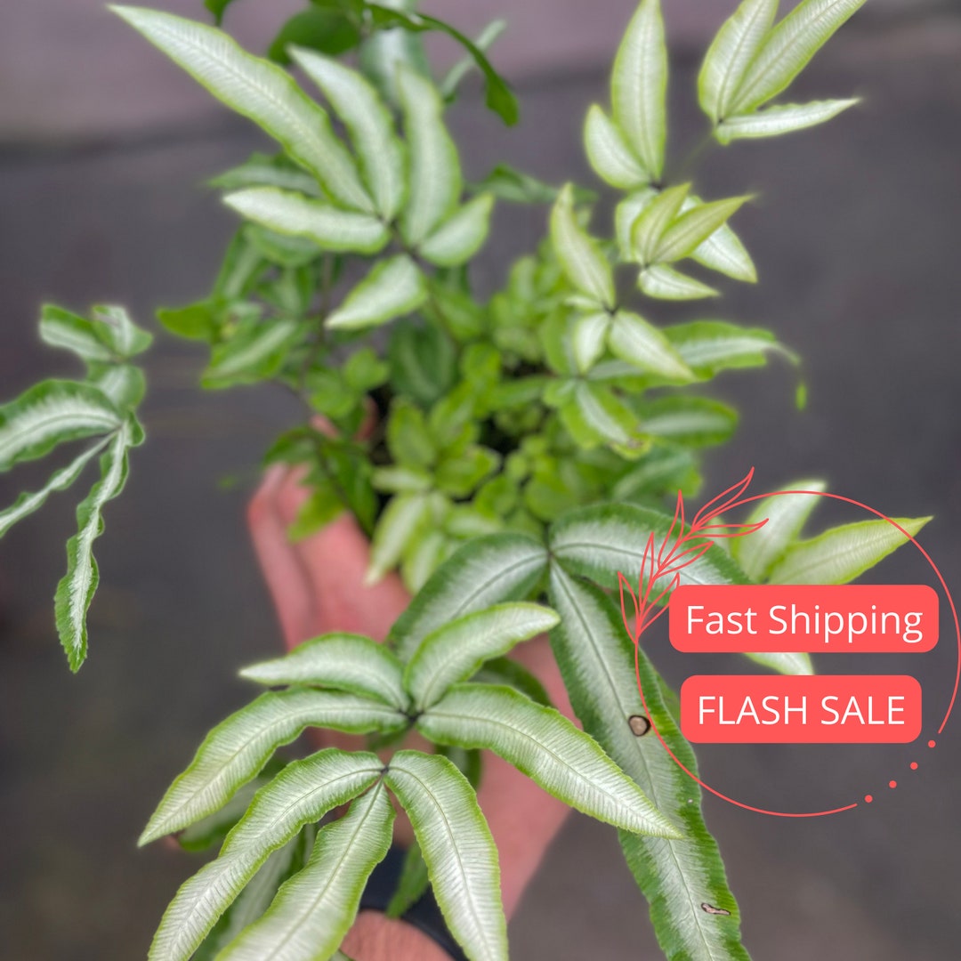Ribbon Fern Large | Fully Rooted Fern Plant Live | Ribbon Fern Starter ...