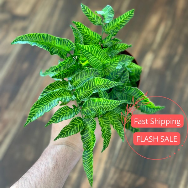 Indoor Fern - Etsy