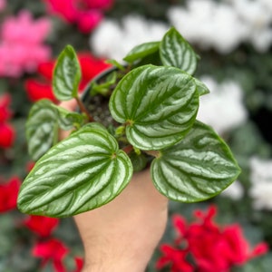 Peperomia Ecuador Plant Large | Peperomia Watermelon Ecuador Plants ...