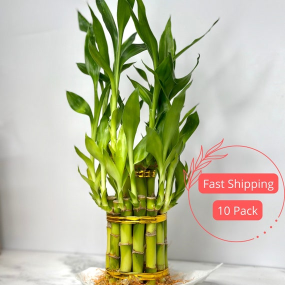 Bamboo money plant store