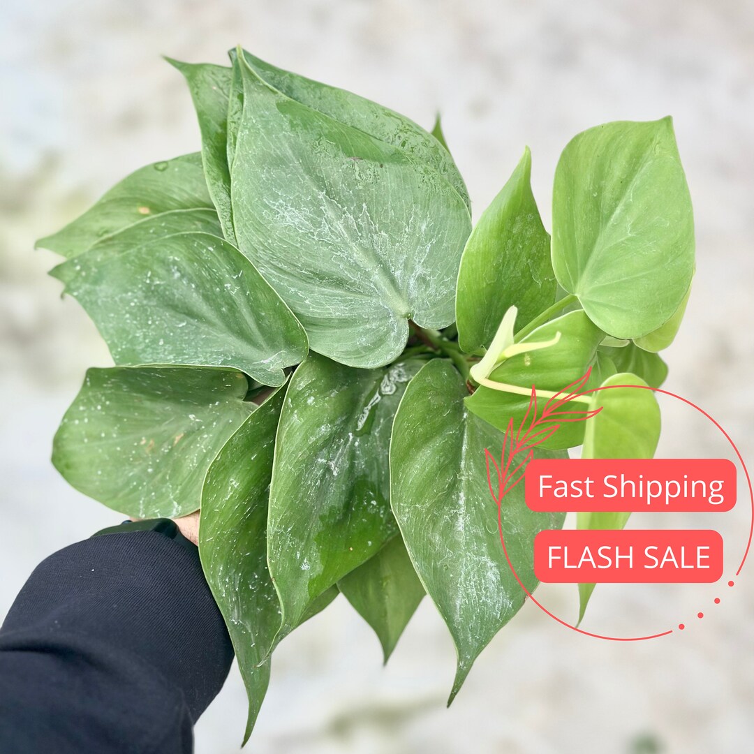 Philodendron Cordatum Heartleaf Lush | Heartleaf Philodendron | Philo ...