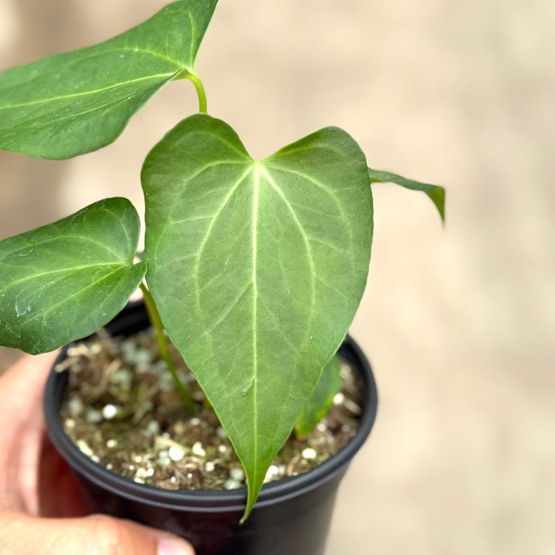 Anthurium Delta Force Live Plant | Dark Green Anthuriums | House Plants ...