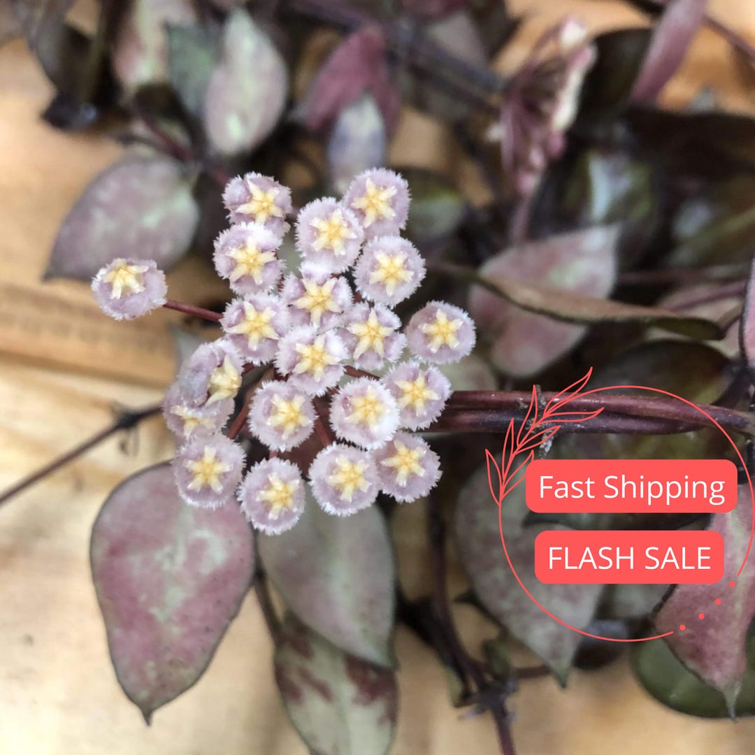 Hoya Krohniana Black Plant | Black Hoya Plant Live Starter Plants ...