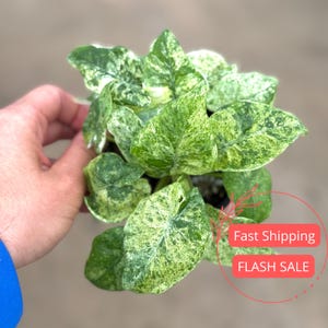 Alocasia Odora Batik Live Plant SALE | Alocasia Variegated Batik Odora ...