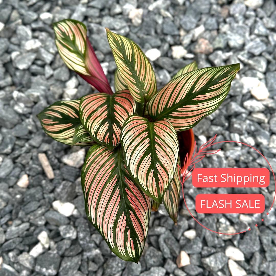 Calathea White Star Lush | Calathea Whitestar Starter Plant | Rooted ...