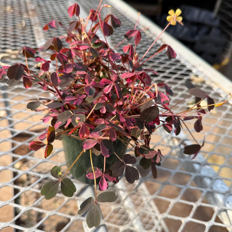 Oxalis Plum Crazy Live Plants | Variegated Shamrock Plant | Oxalis ...