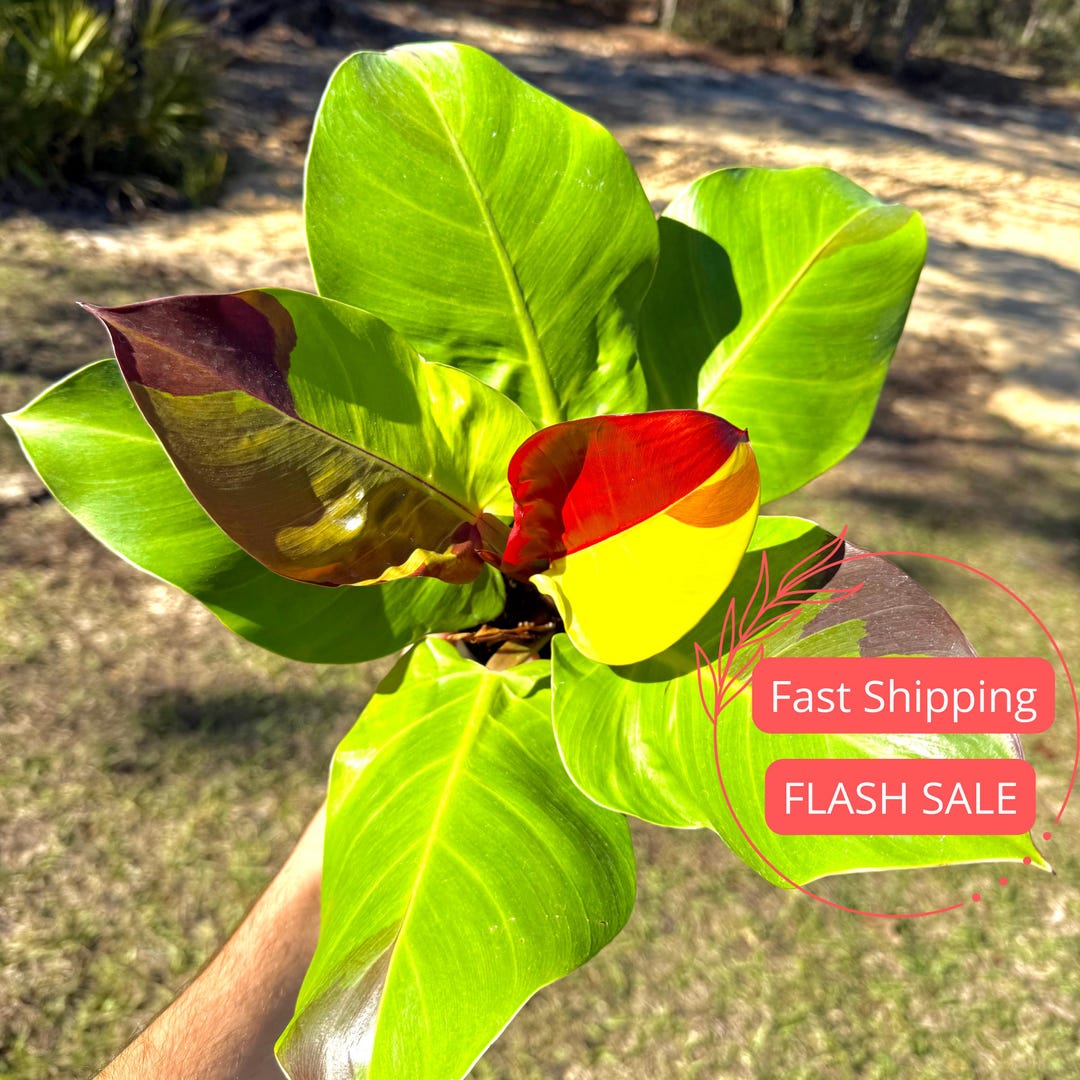 Philodendron Yellow Flame Large | Yellow Flame Philodendron Live Plant ...