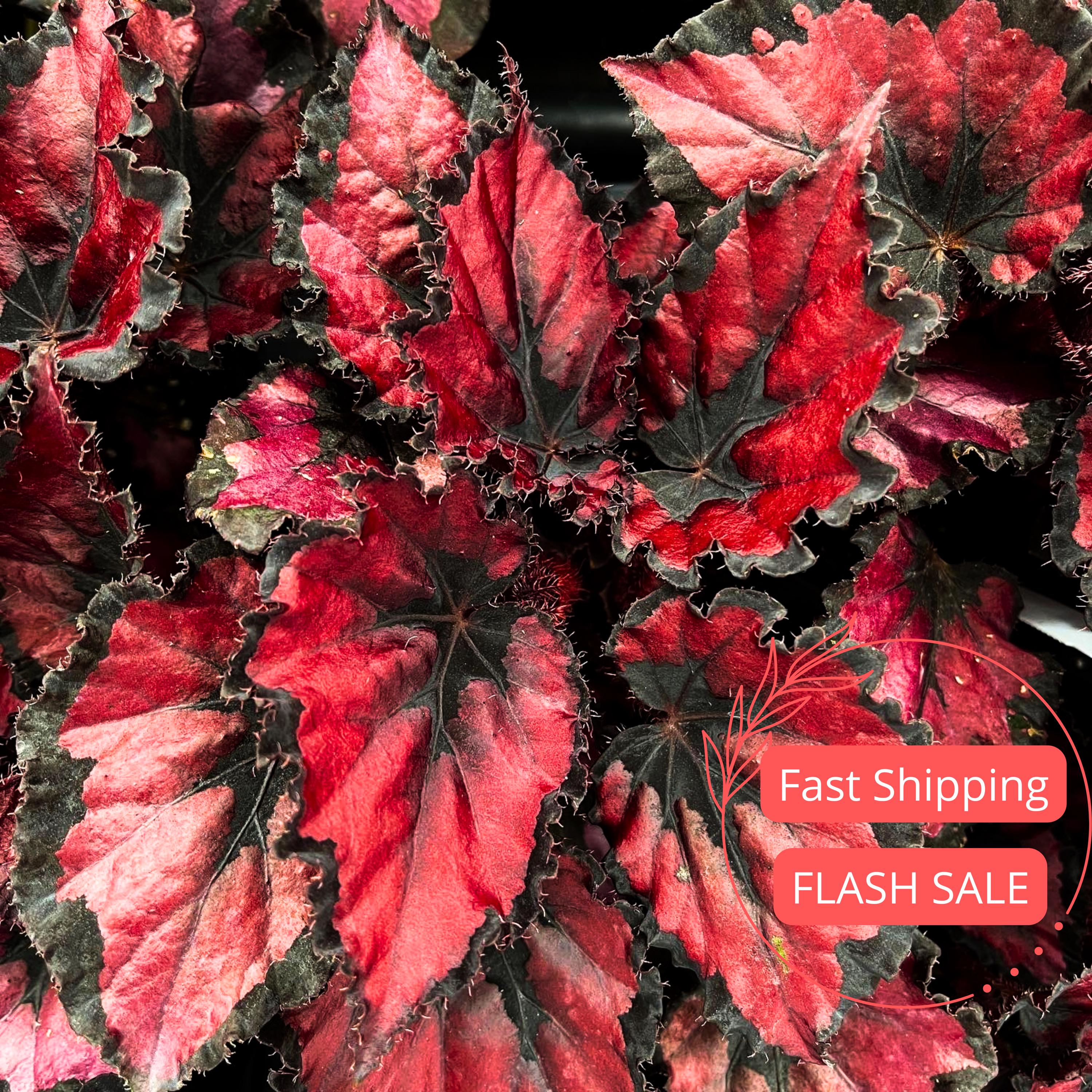 Begonia Red Robin Live Plant | Begonias Rex Indoor | Red and Pink House ...