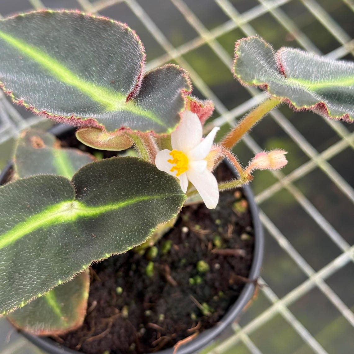 Begonia Listada Live Plant | Begonias Rex Indoor | Variegated House ...