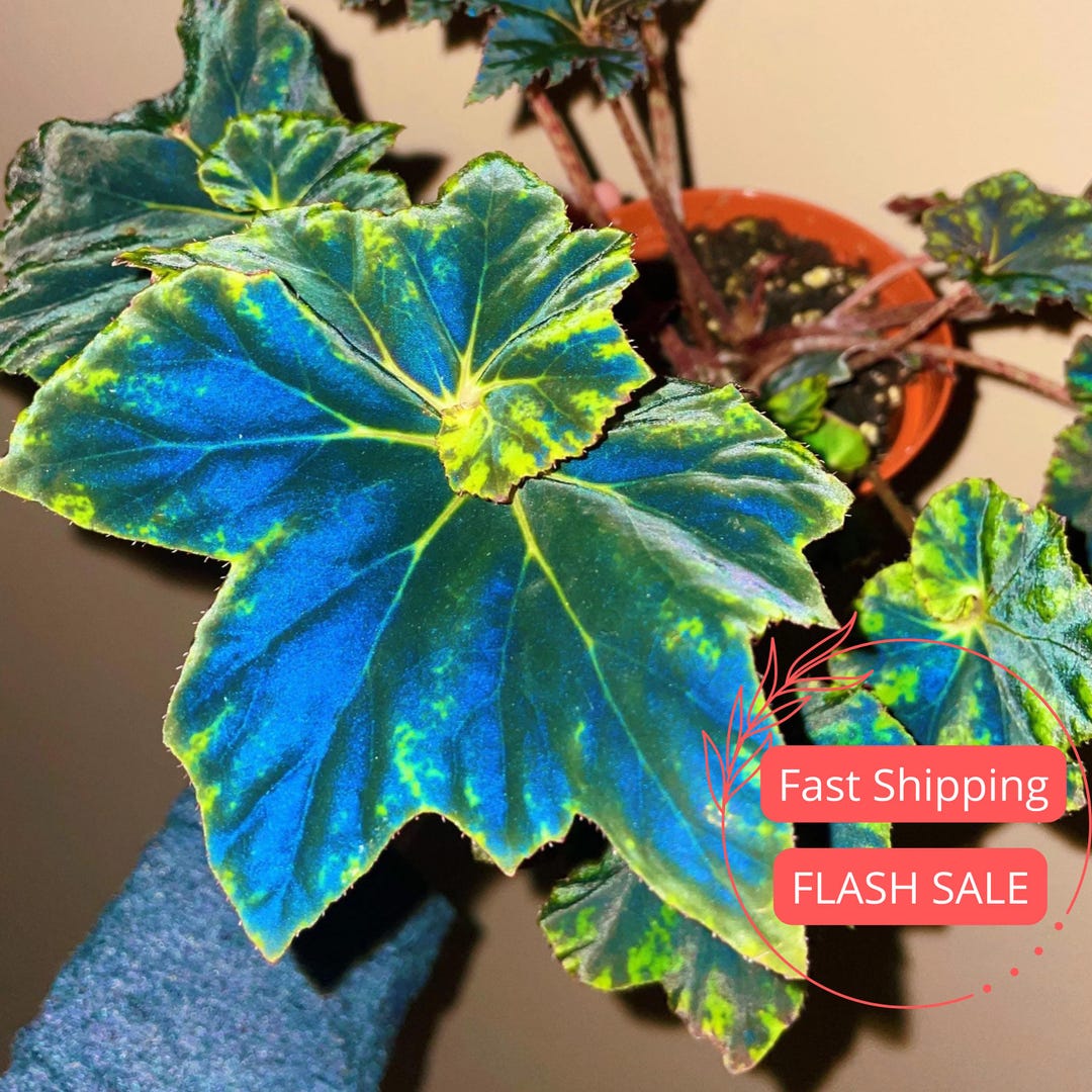 Begonia U578 Live Plant | Blue Begonias Rex Indoor | Variegated House ...