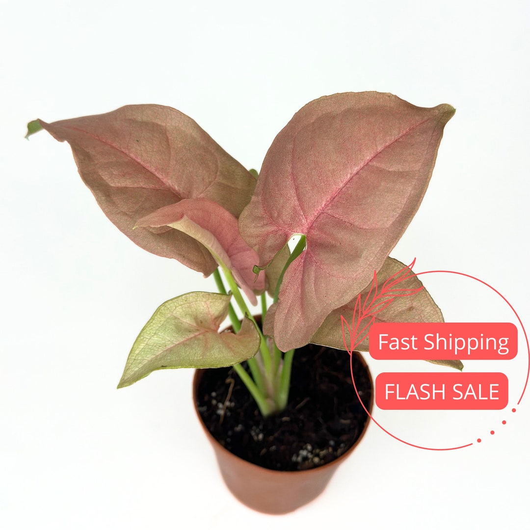 Syngonium Pink Neon Plant | Syngonium Neon Pink Starter Plants | House ...