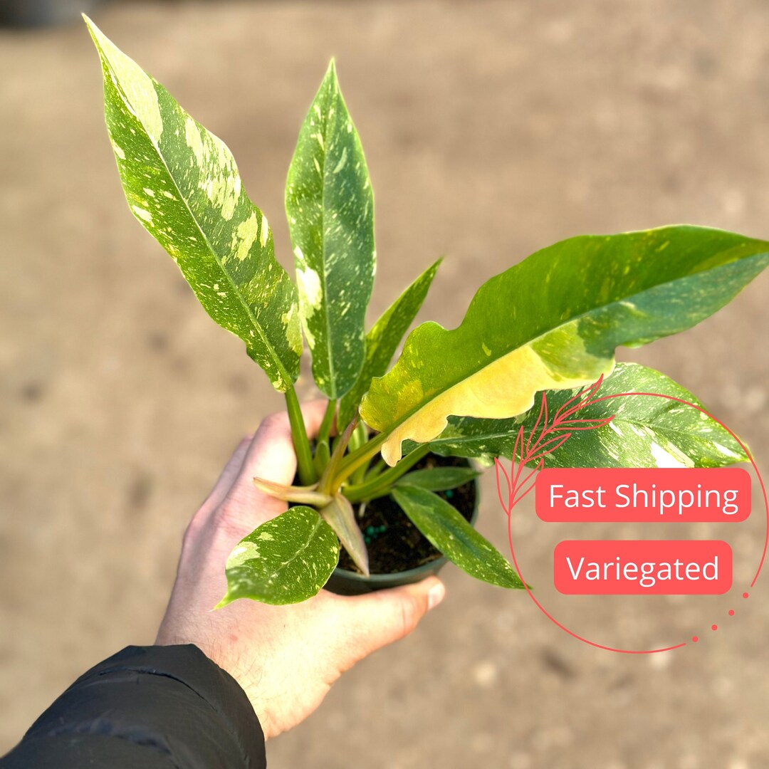 Philodendron Ring of Fire | Philodendron Ring of Fire Variegated ...