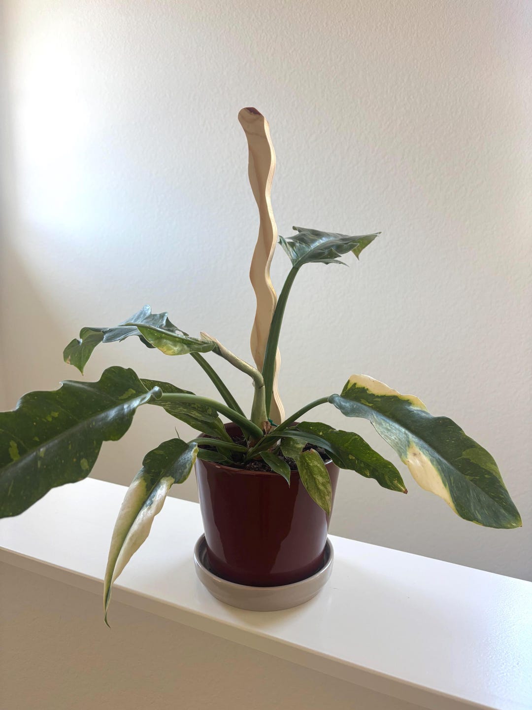 Handcrafted Wavy Wooden Plant Stakes: Plant Support Stake for Indoor ...