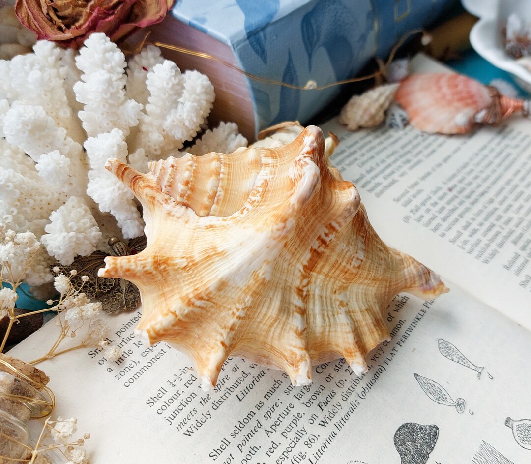 Spider Conch Seashell, Decorative Shells, Sea Witch Altar Item, Sea ...
