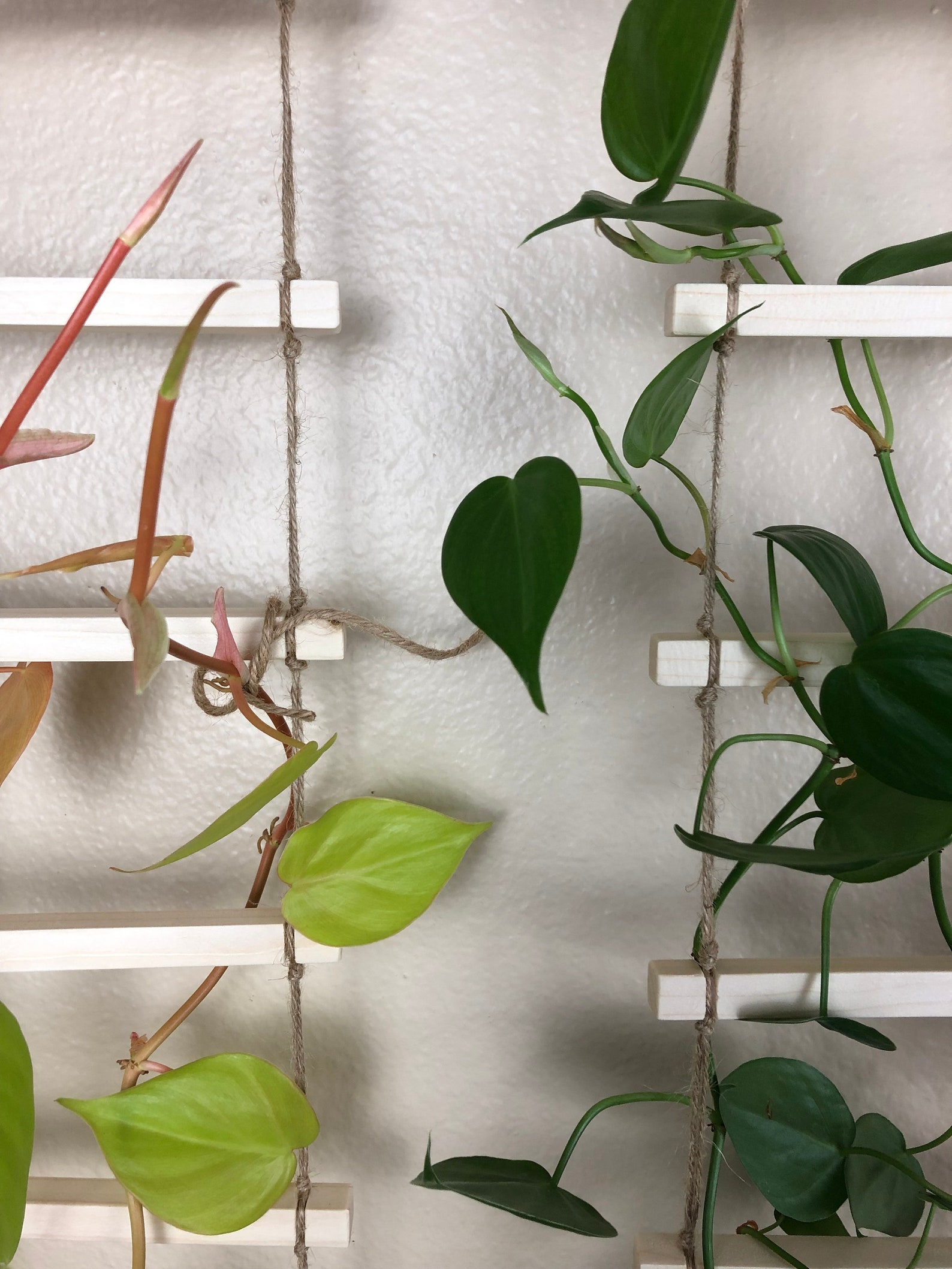 Hanging Wood Trellis for Indoor Plants, Wall Ladder for Climbing Plants ...