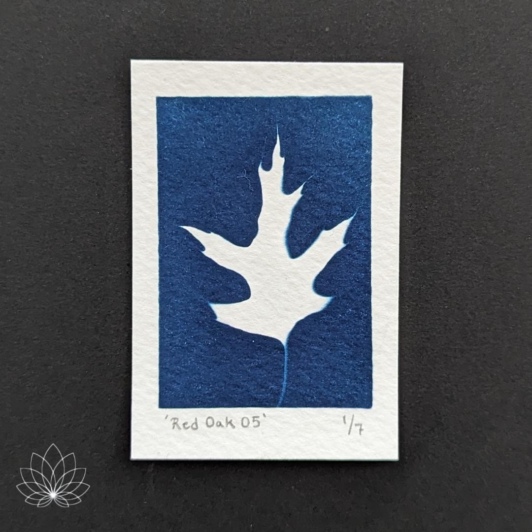 Red Oak 05 Cyanotype Print, 2"x3" - Botanical Prints, UV Print, Sun ...