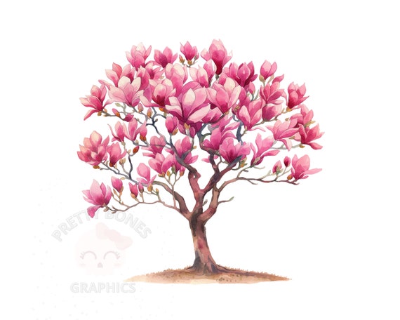 Rosa Magnolienbaum Zeichnung Bild Rosa Magnolie Fototapetenwelt.de
