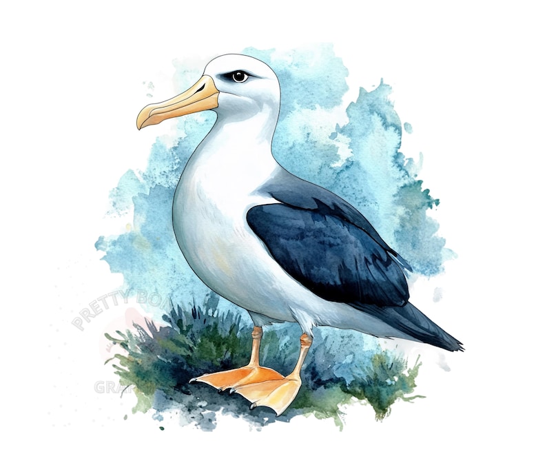 Watercolor Albatross Clipart, PNG Instant Download File, Digital Design ...