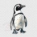 African Penguin Clipart, PNG Instant Download File, Digital Design for ...