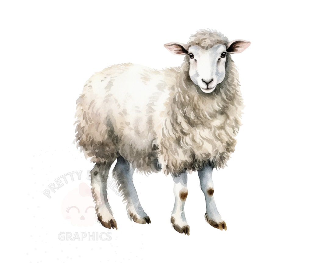 Sheep Clipart Bundle, 5 PNG Instant Download File, Digital Design for ...