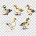 Watercolor Duck Clipart Bundle, 5 PNG Instant Download Files, Digital ...