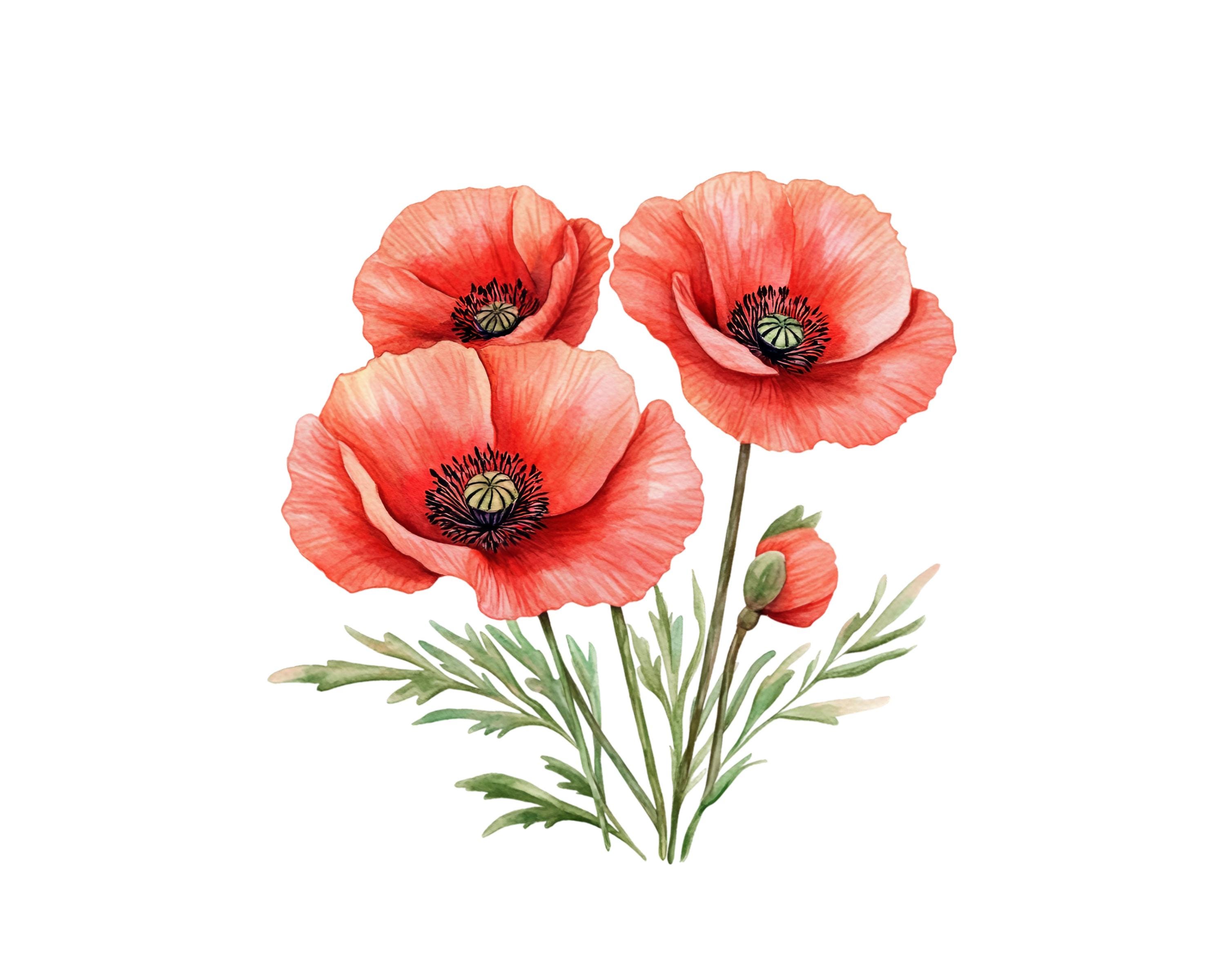 10 Poppy Flower Clipart Images, PNG Instant Download Files, Digital ...
