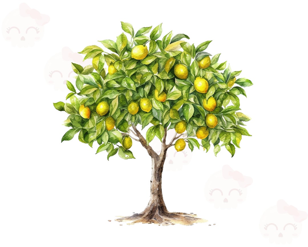 Watercolor Lemon Tree Clipart, PNG Instant Download File, Card Making ...