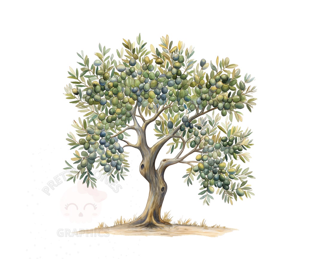 Olive Tree Clipart, PNG Instant Download File, Digital Design for ...