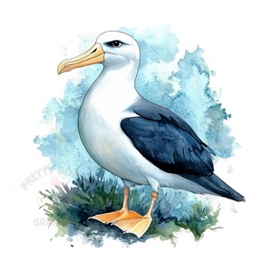 Watercolor Albatross Clipart, PNG Instant Download File, Digital Design ...