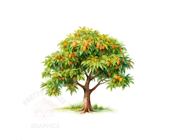 Mango Tree Clip Art
