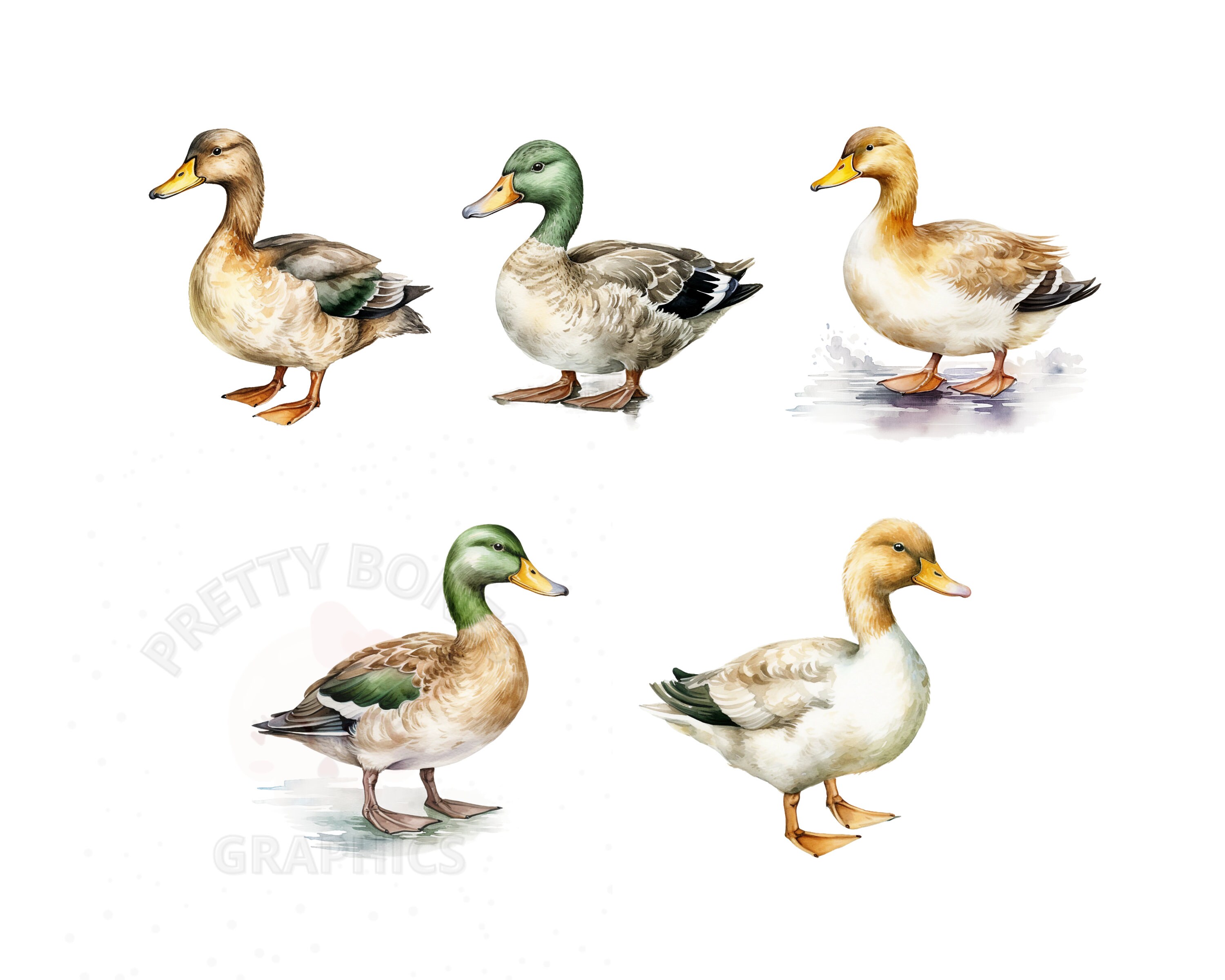 Watercolor Duck Clipart Bundle 5 PNG Instant Download Files - Etsy