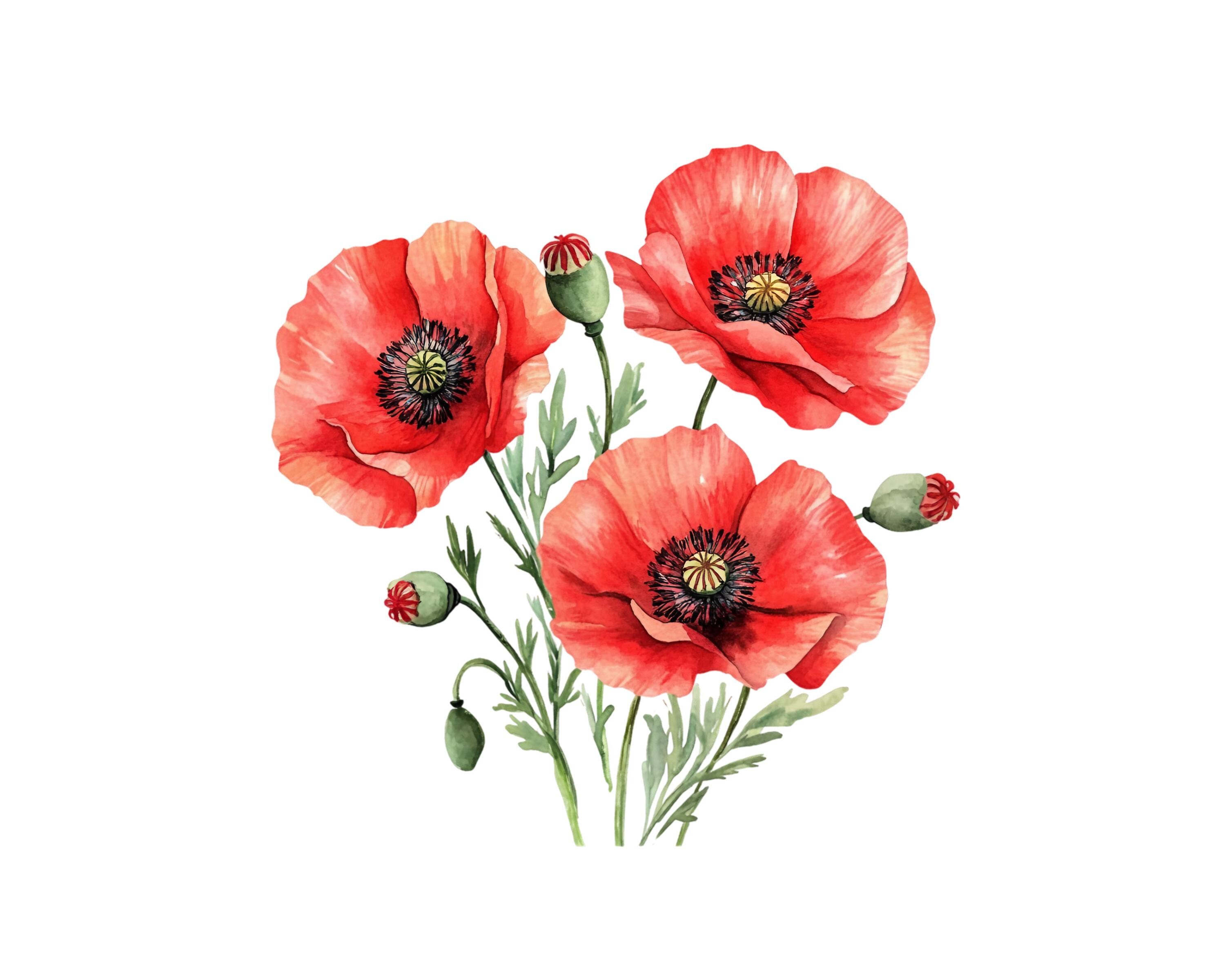 10 Poppy Flower Clipart Images, PNG Instant Download Files, Digital ...