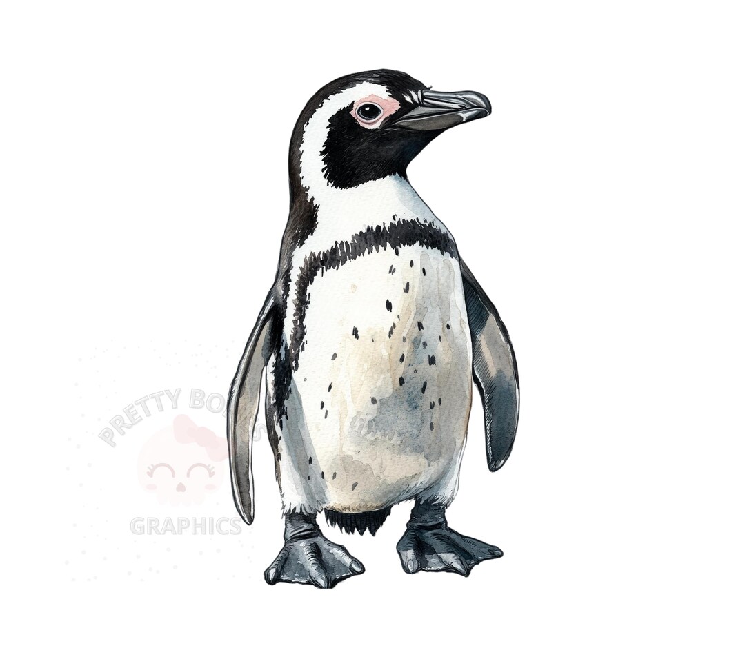 African Penguin Clipart, PNG Instant Download File, Digital Design for ...