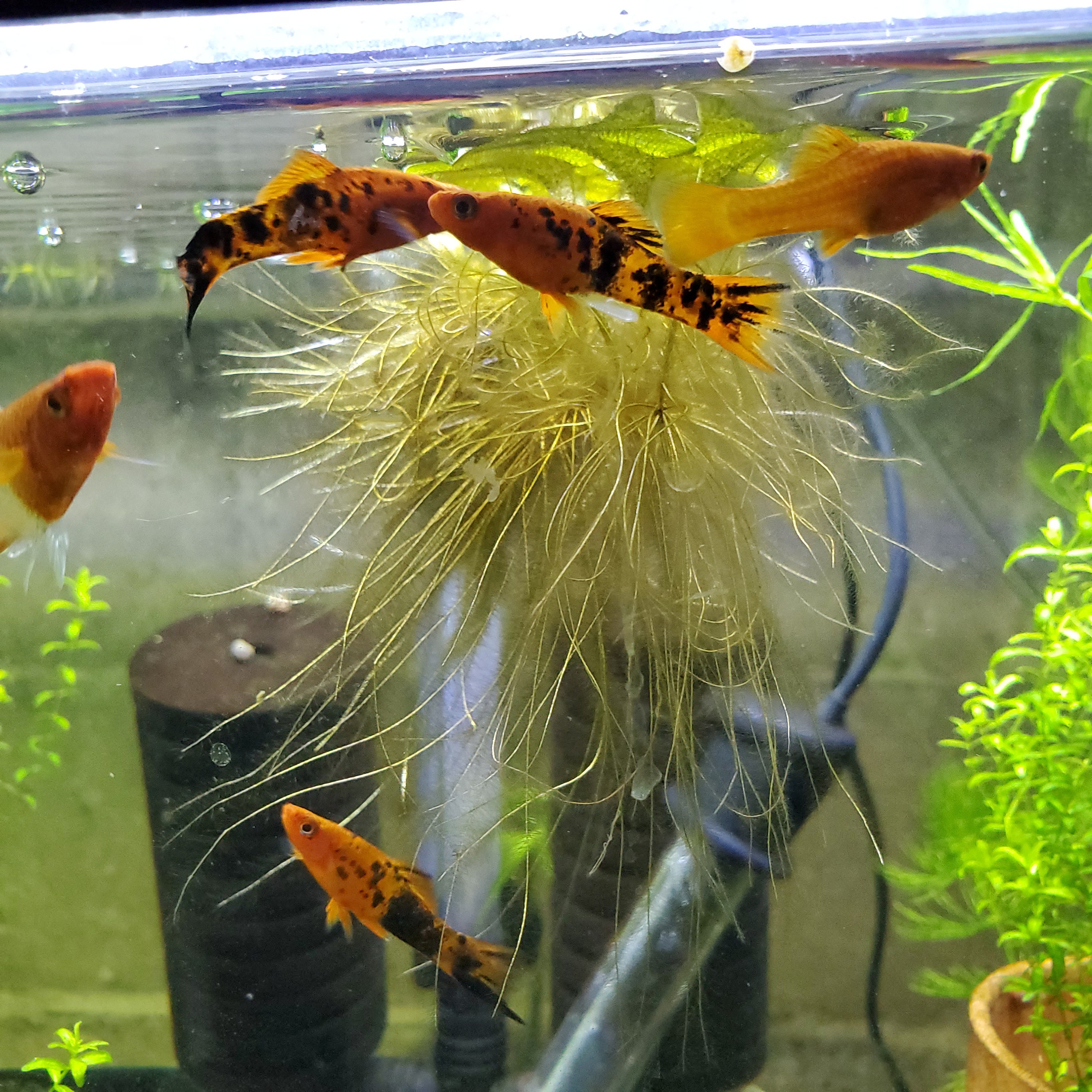 Rare Floating Plant Giant Water Spangles salvinia - Etsy