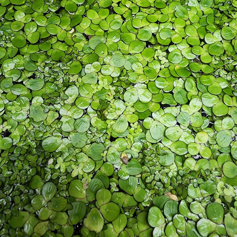 Duckweed - Etsy
