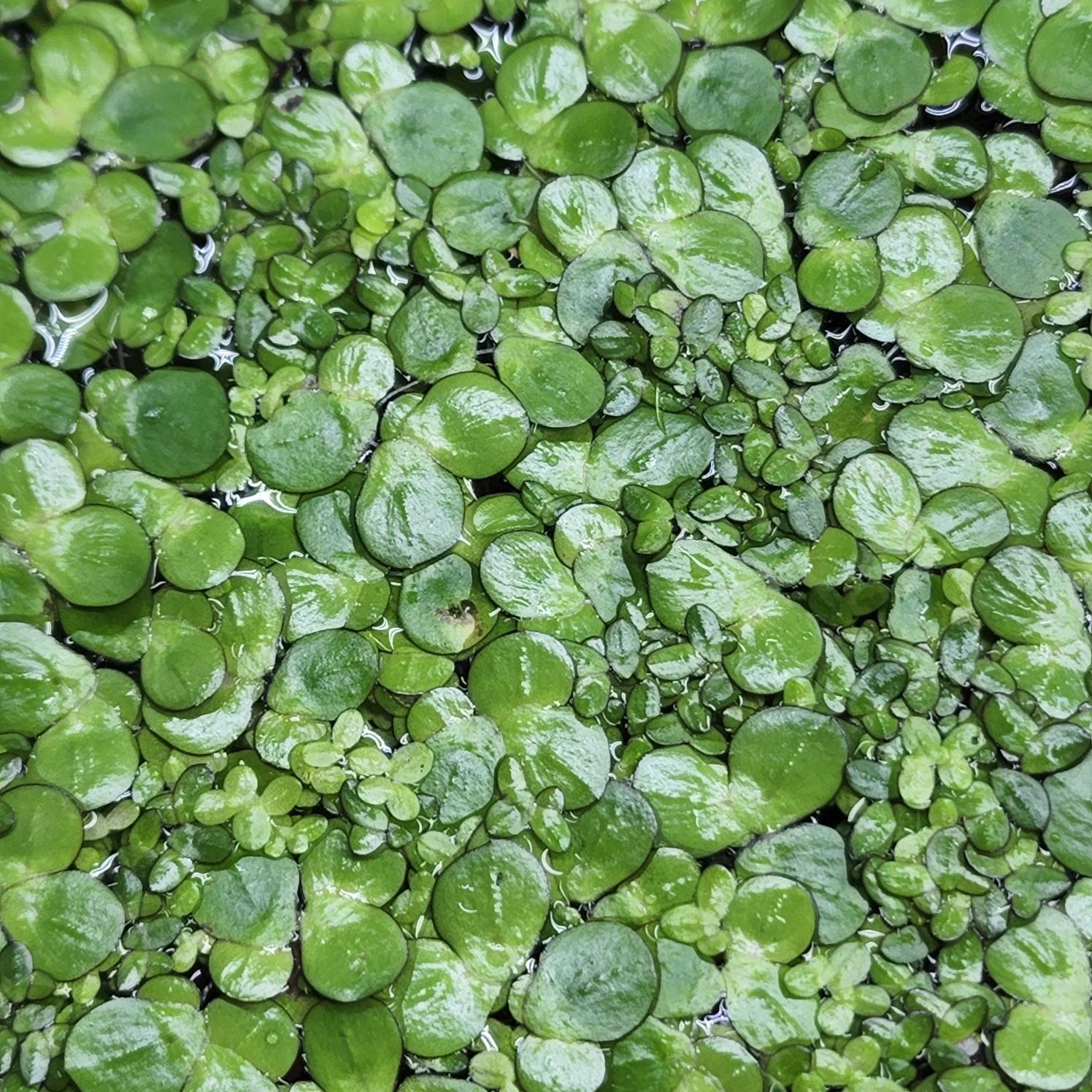 Mixed Duckweed - 2 Different Types - Giant Duckweed, Lesser Duckweed ...