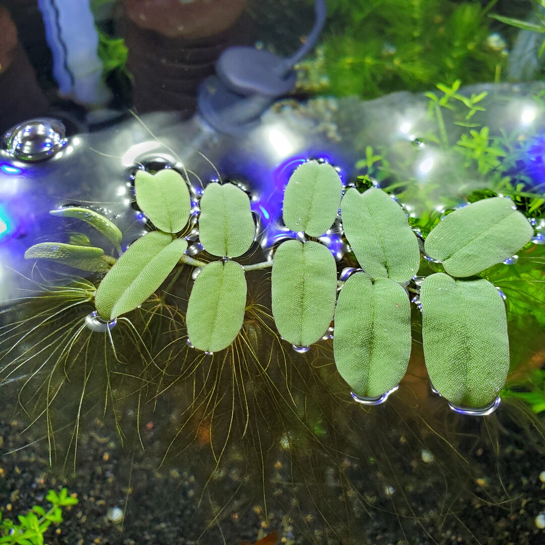 Rare Floating Plant Giant Water Spangles salvinia - Etsy