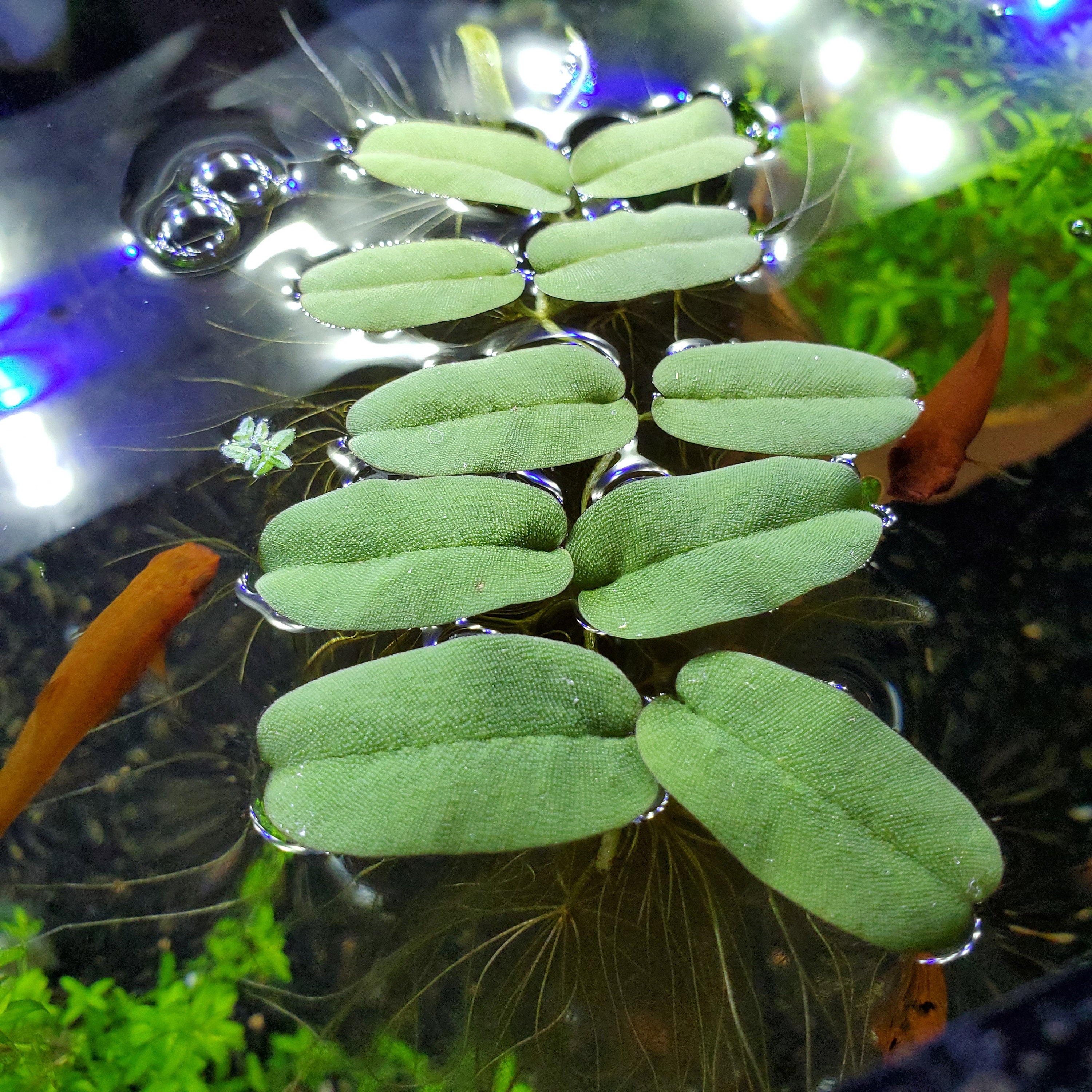 Rare Floating Plant Giant Water Spangles salvinia - Etsy