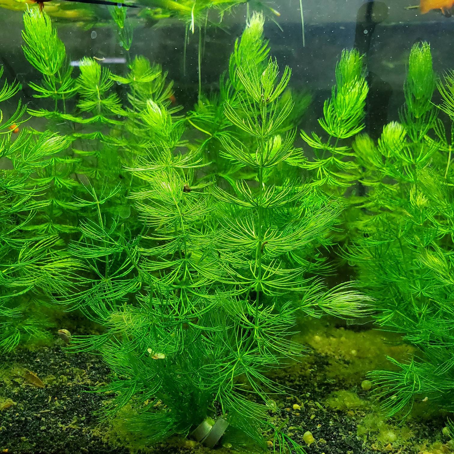 Hornwort Aquarium