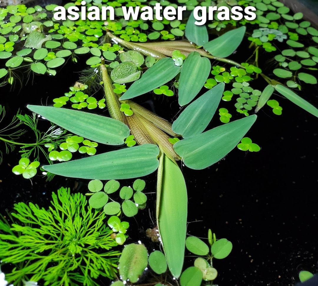 Asian Water Grass Hygroryza Aristata Rare Floating Plant - Etsy