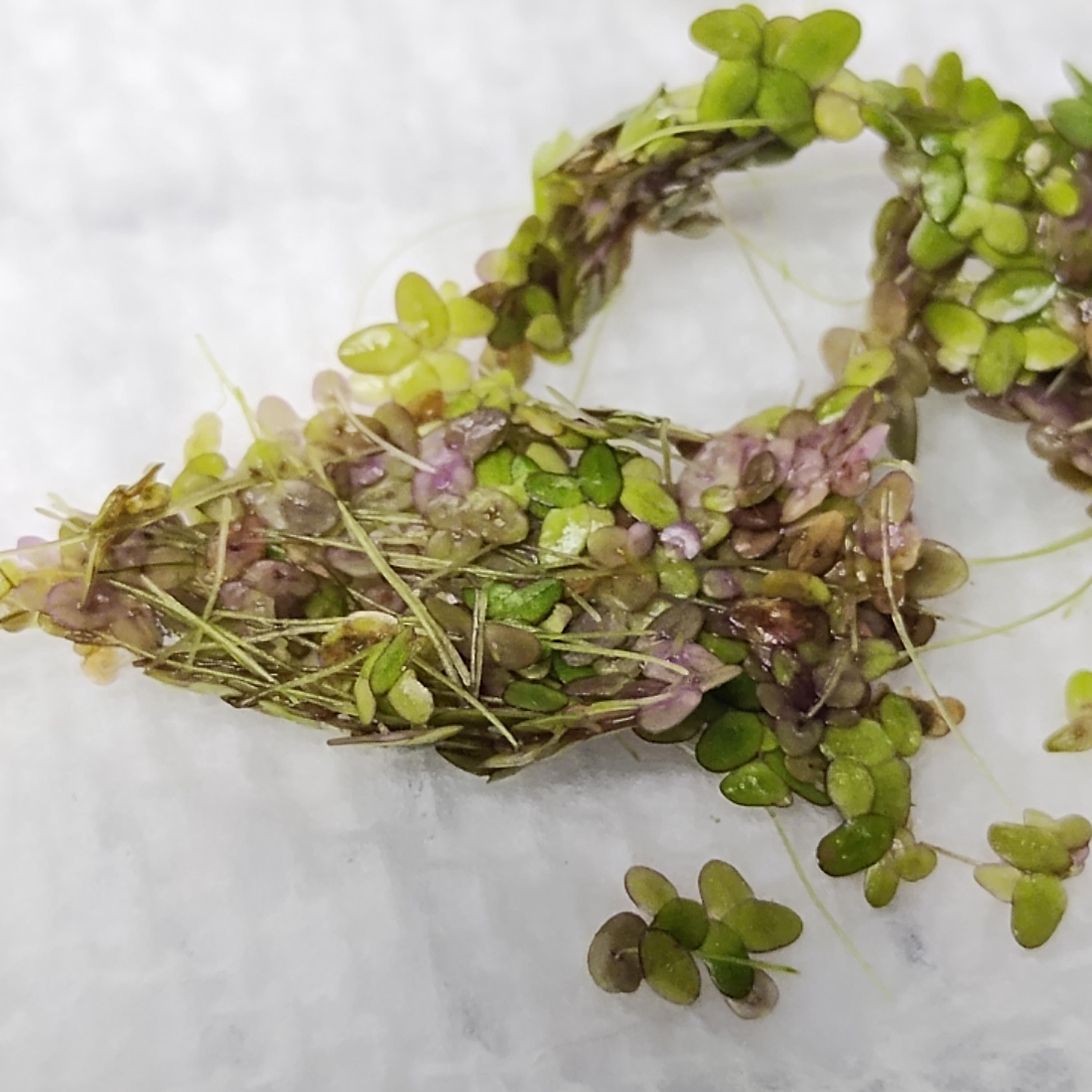 Rare! Australian Duckweed (lemna Disperma) Aquarium Floating Plant - Etsy