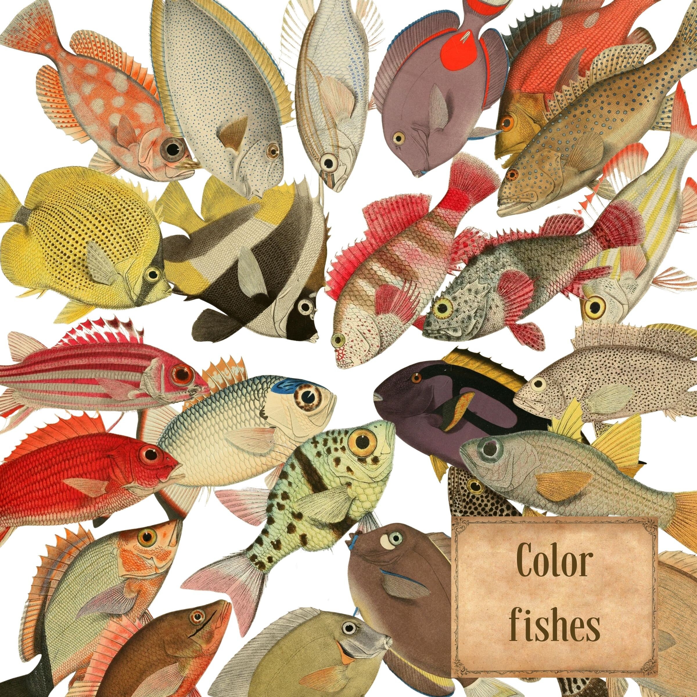 Printable Fussy Cut Fishes Vintage botanical digital fishes | Etsy