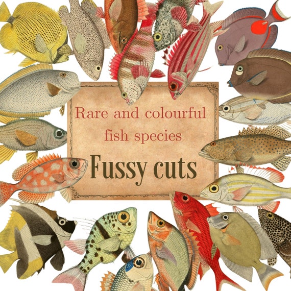 Printable Fussy Cut Fishes Vintage Botanical Digital Fishes | Etsy