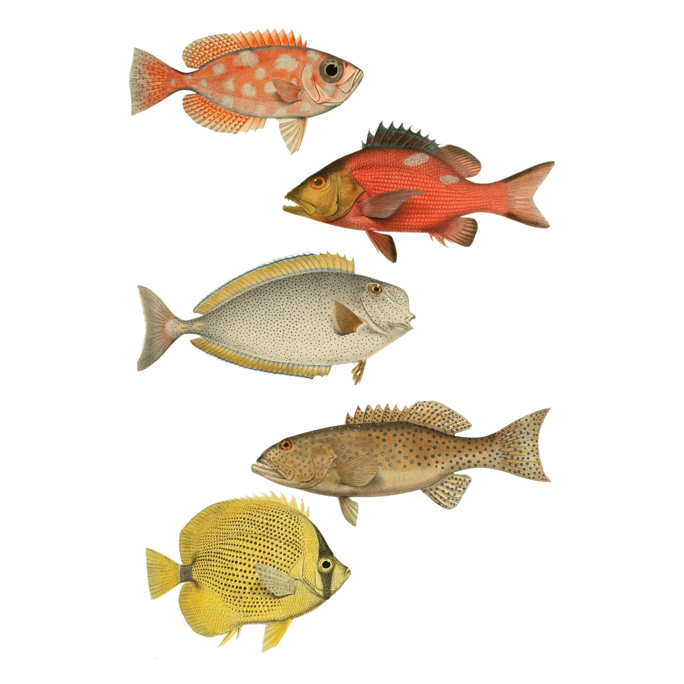 Printable Fussy Cut Fishes Vintage botanical digital fishes | Etsy