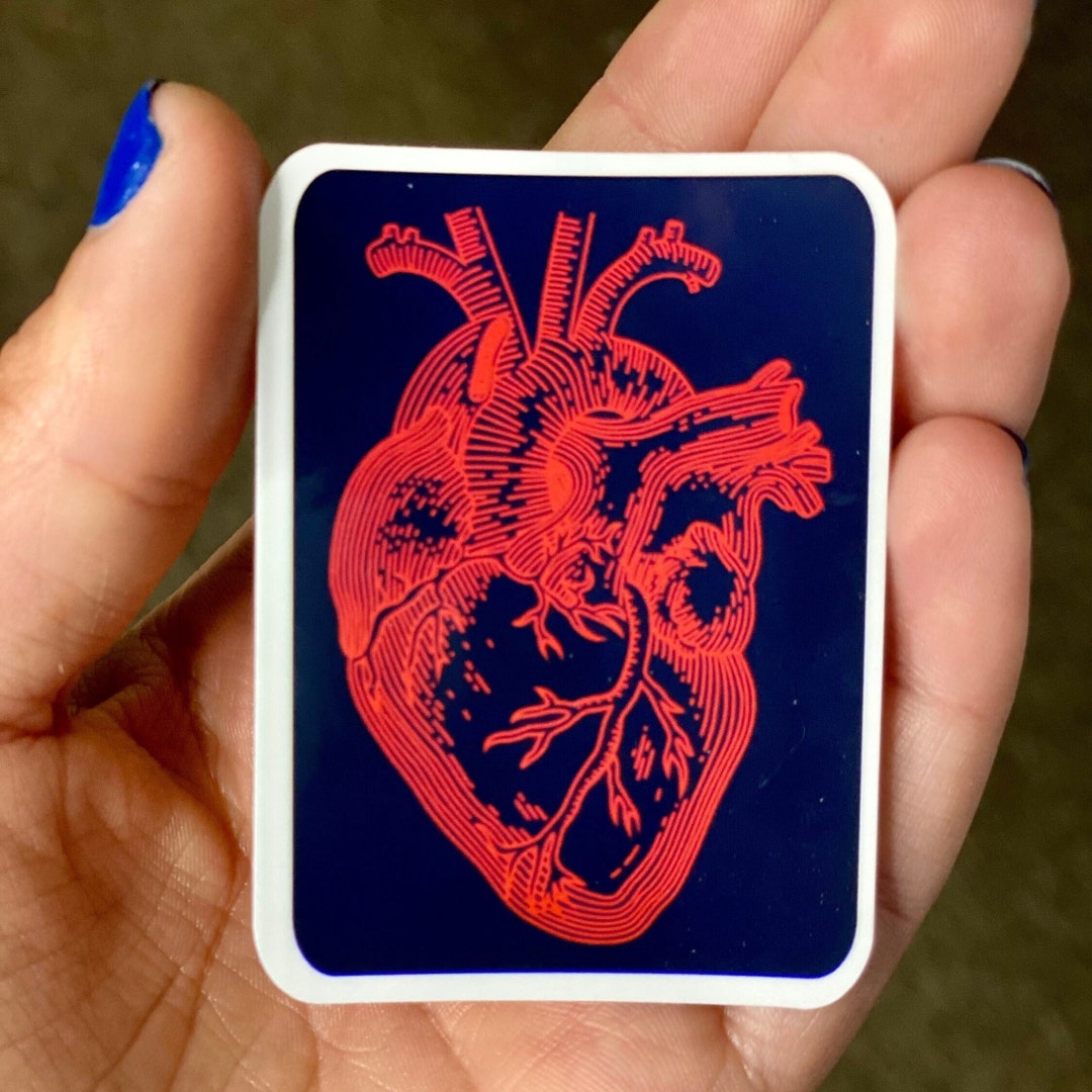 Anatomically Correct Human Heart Sticker/decal Made by ...