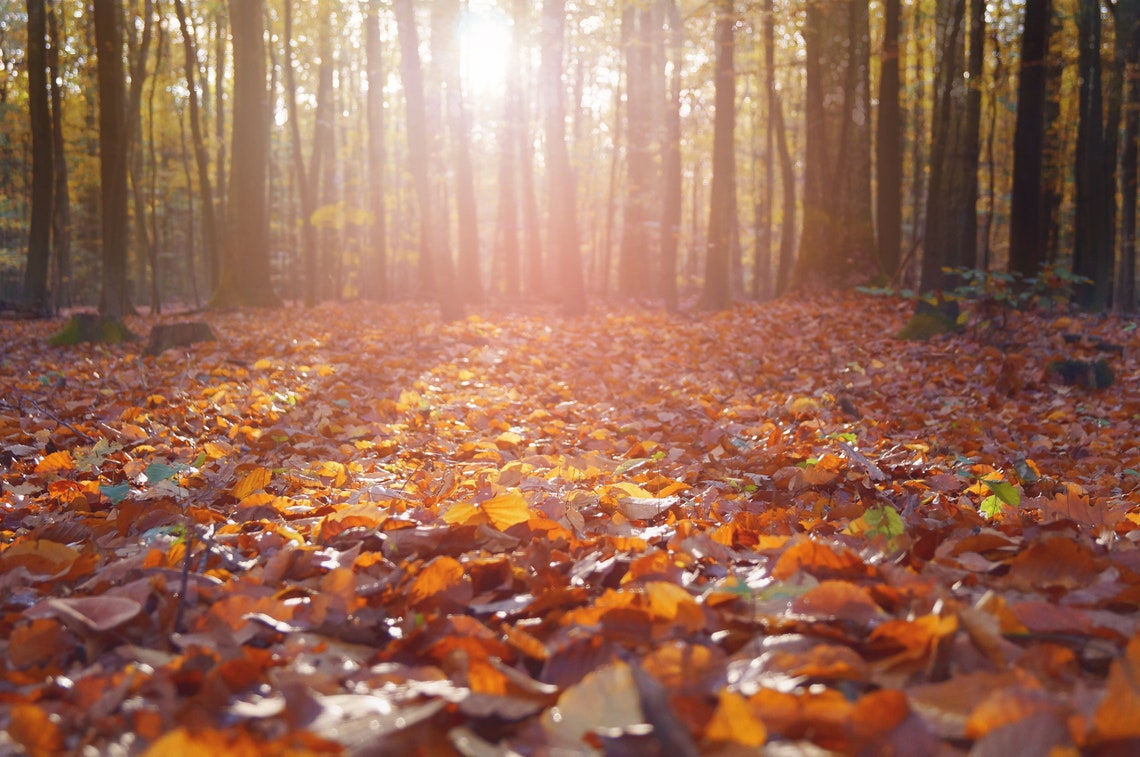 Autumn Fall Leaf Collection Overlay and Digital Background Bundle - Etsy