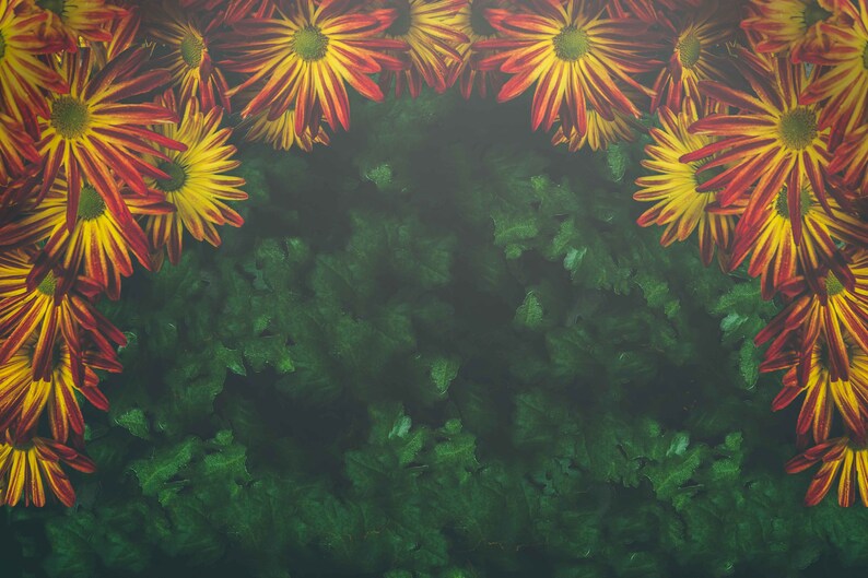 Daisy Mums Flower Border Digital Background, Backdrop for Creating Fine ...